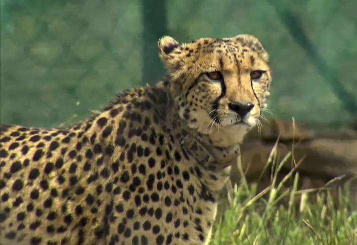 Cheetah In India: PM Modi names Namibian cheetah, a female cheetah ...