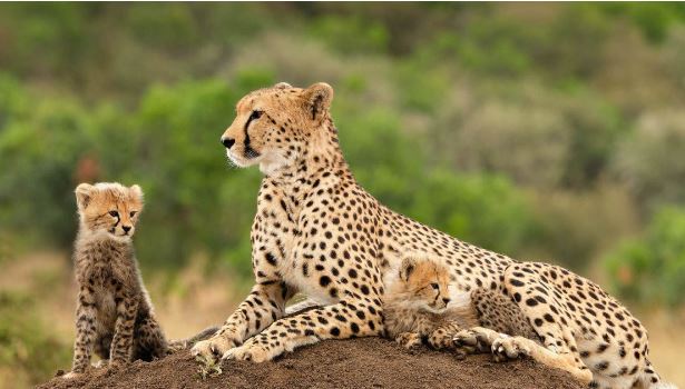 Image, Photograph and Picture Between Difference