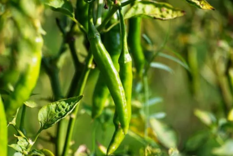 Chilli is making farmers cry every day, profit of only 1 rupee after ...