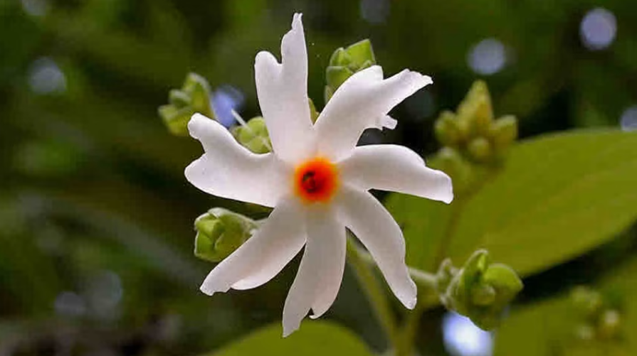 Parijat flower is very dear to Goddess Lakshmi, know the secret of this ...