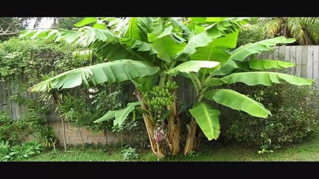 Worship banana tree in the month of Ashadh, Lord Vishnu will be pleased.