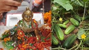 Cucumber has special significance at the time of birth on Janmashtami ...