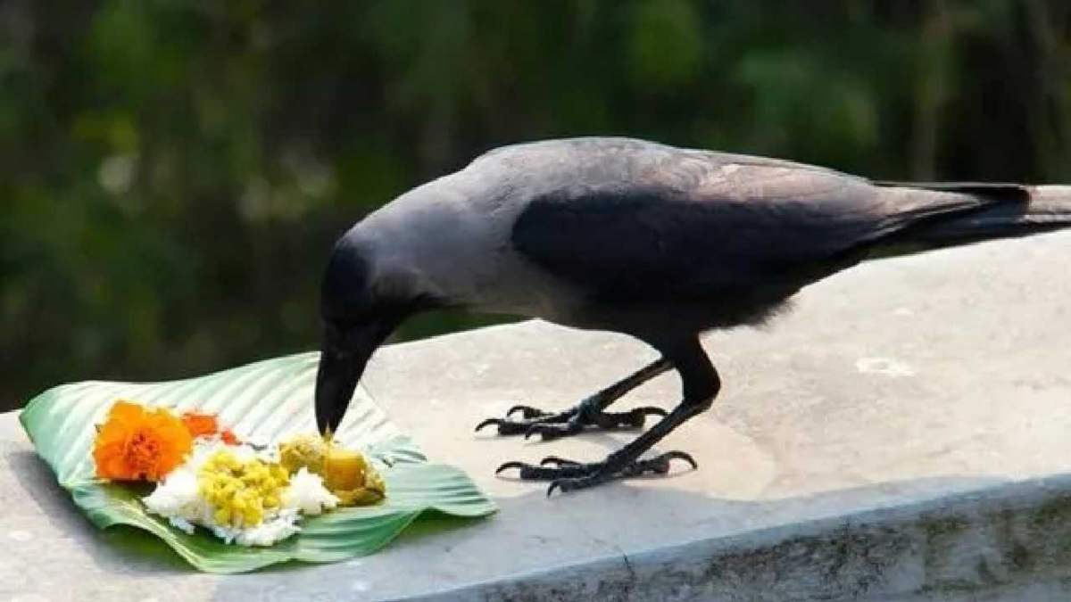 What is the importance of feeding crows during Pitru Paksha, know the ...