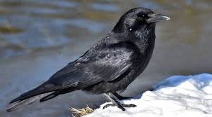 Why is crow considered the form of ancestors in Pitru Paksha, know the ...